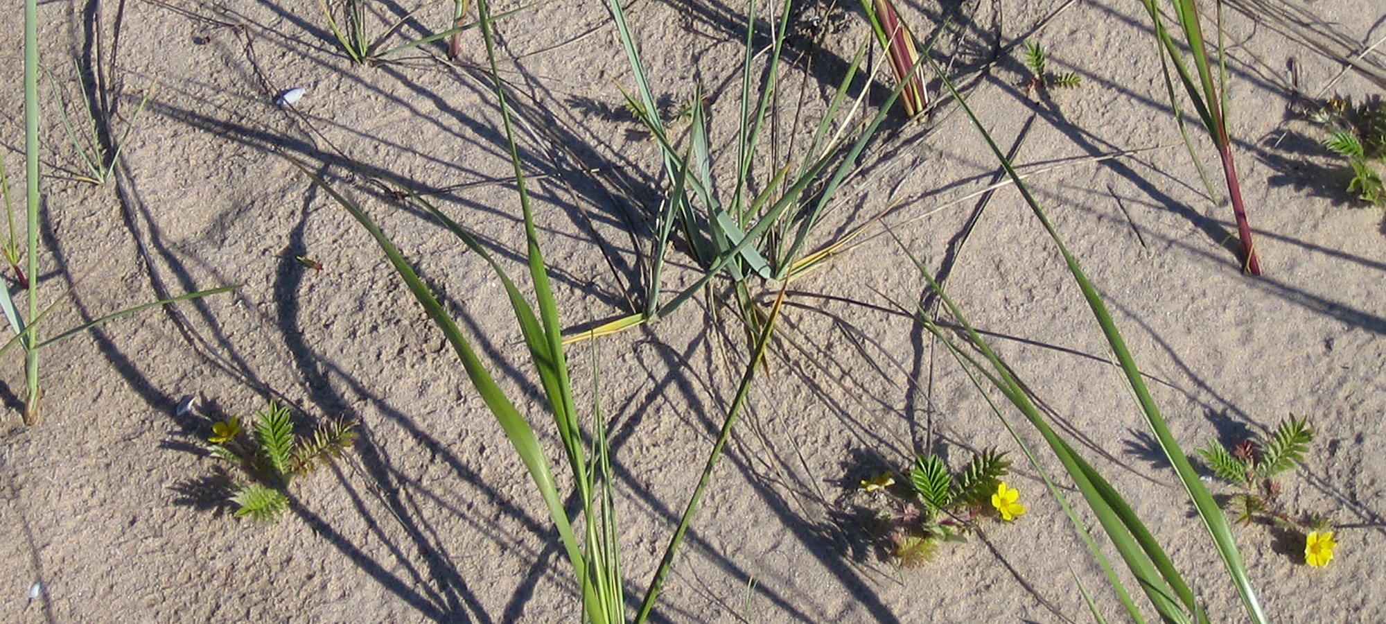 Land Restoration School