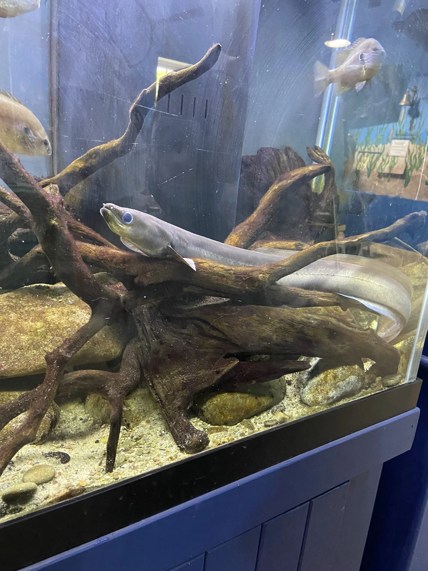 Classes — Glen Echo Park Aquarium