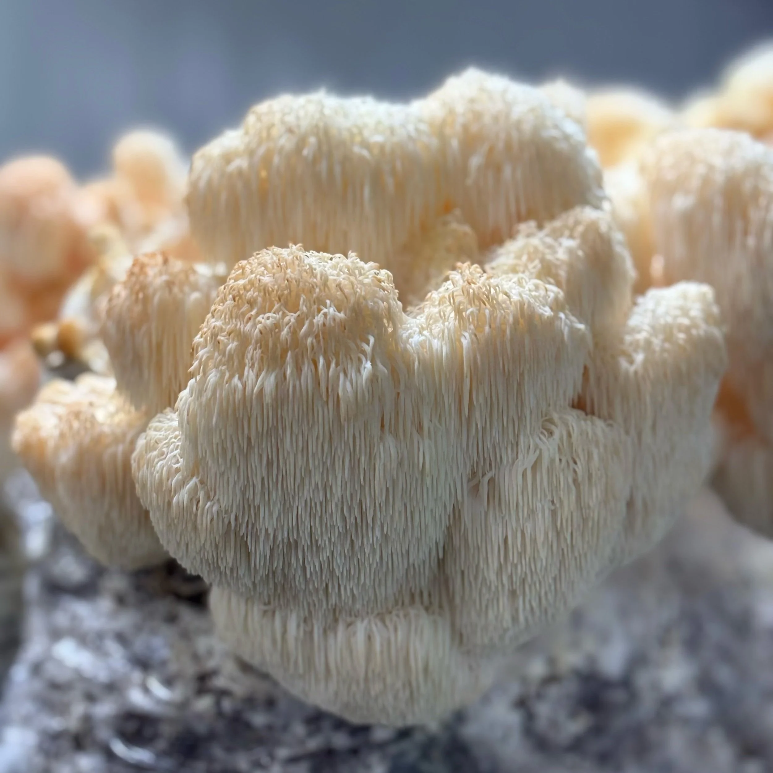 Lion's Mane Mushroom: A Natural Nootropic and Immune Booster – Mycolove ...