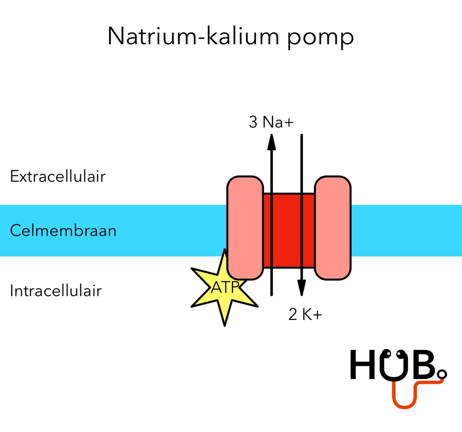 Rustmembraan- en actiepotentiaal — Geneeskundehub