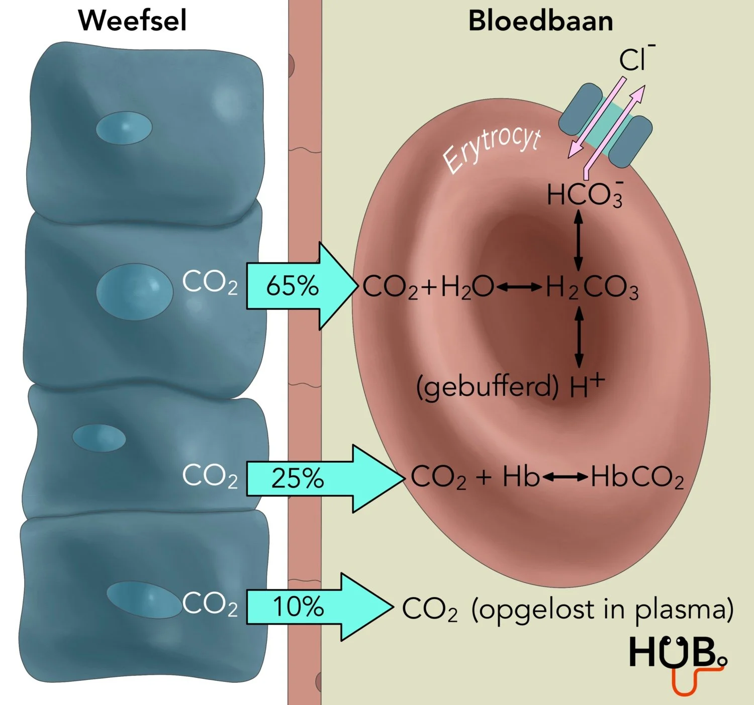 Gaswisseling, transport en affiniteit — Geneeskundehub