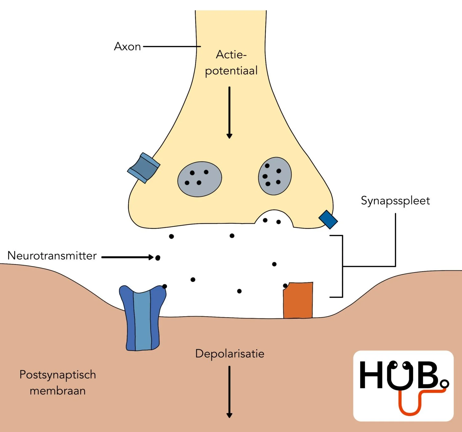 Histologie zenuwstelsel — Geneeskundehub