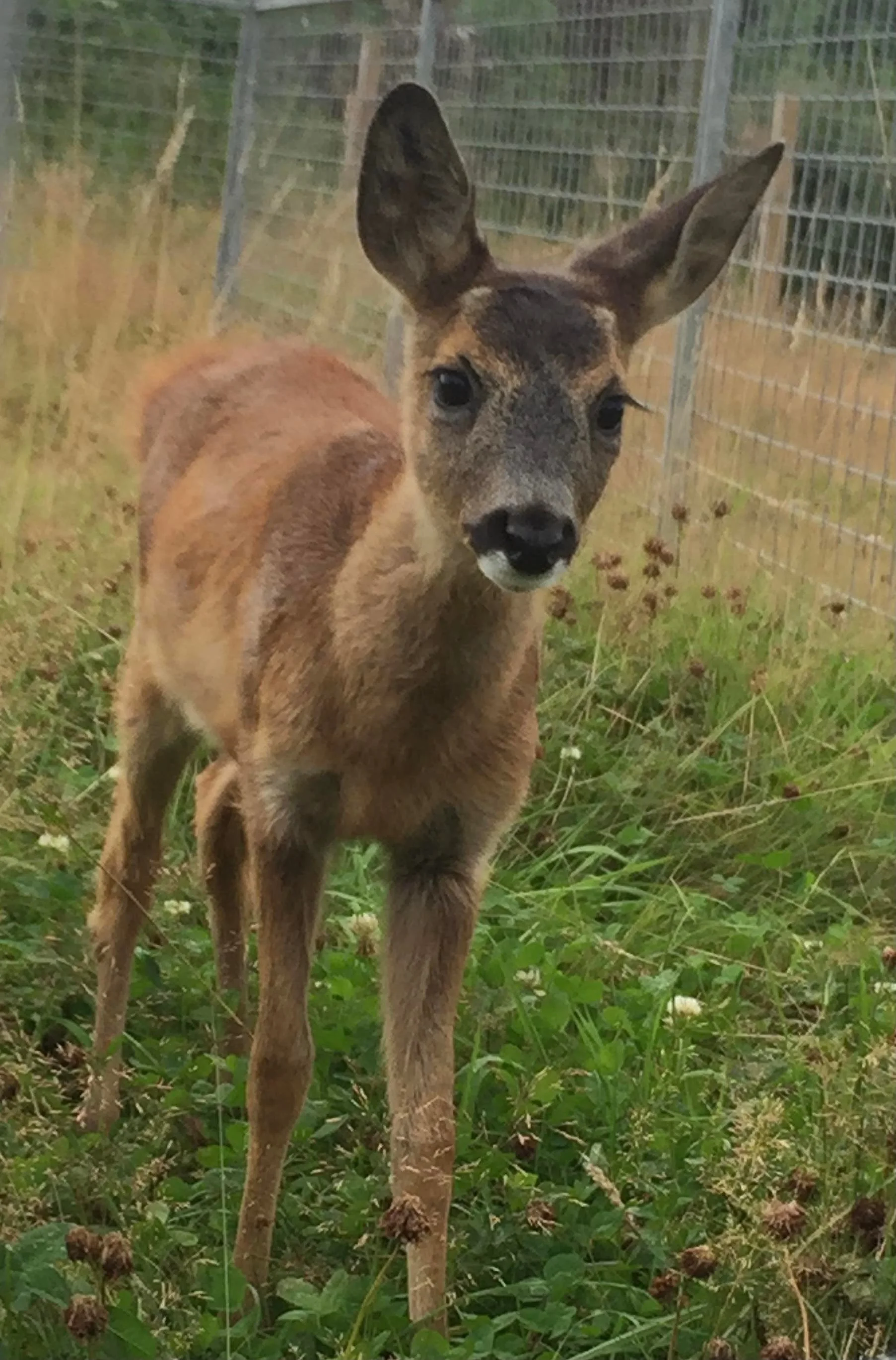 Newborn Chinese Water Deer