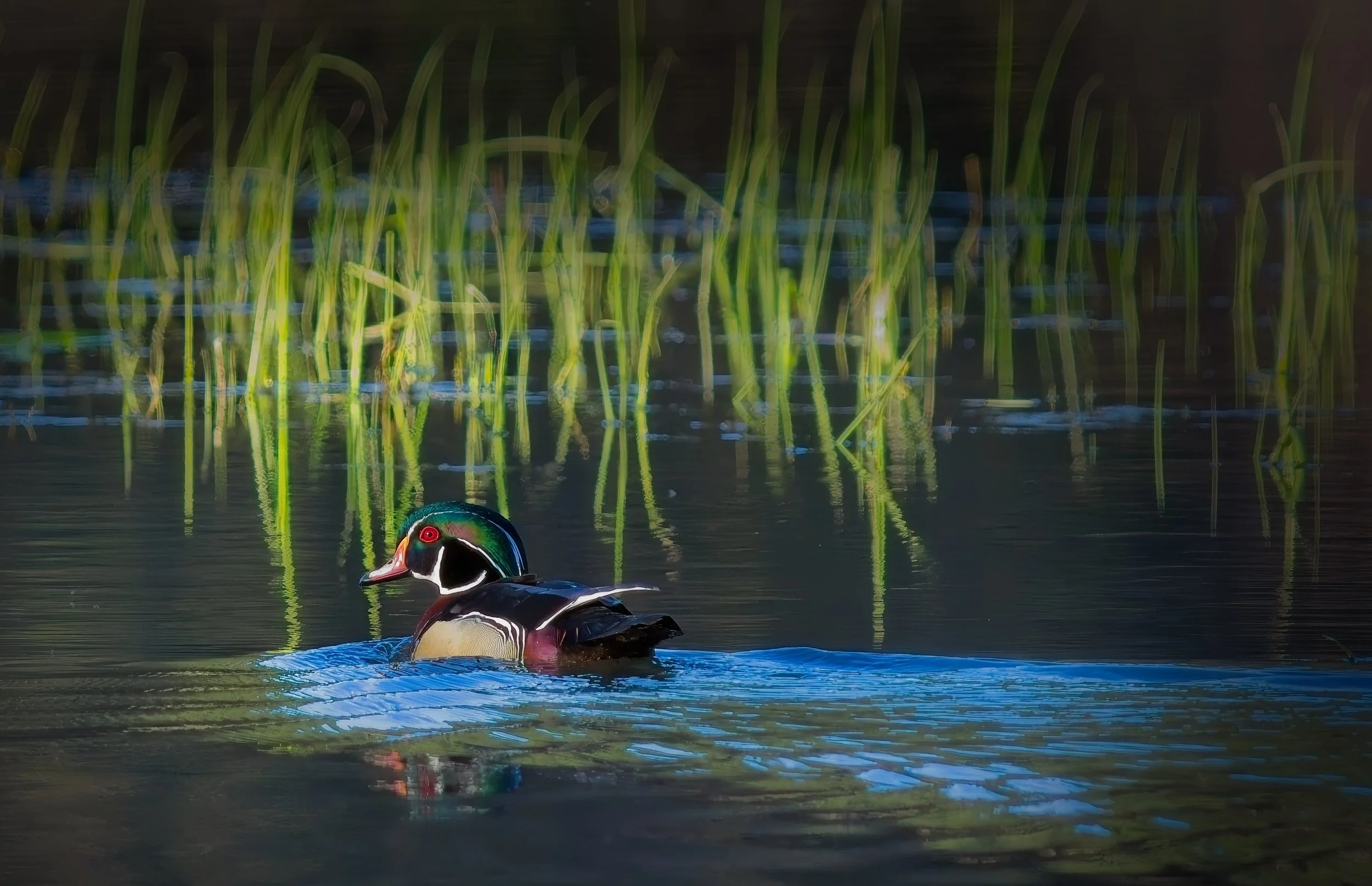 Wildlife Images — Wildlife and Landscape Nature Photography