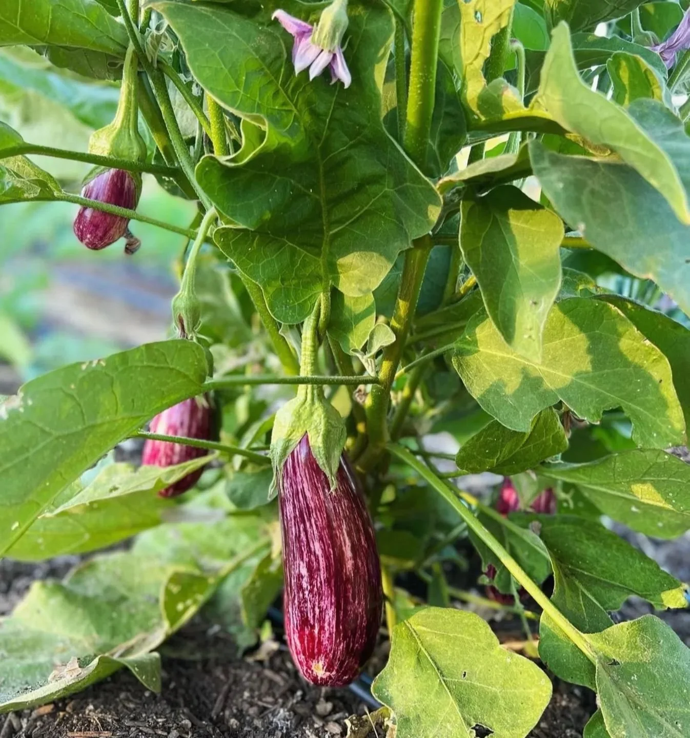 Blue Watermelon Project
