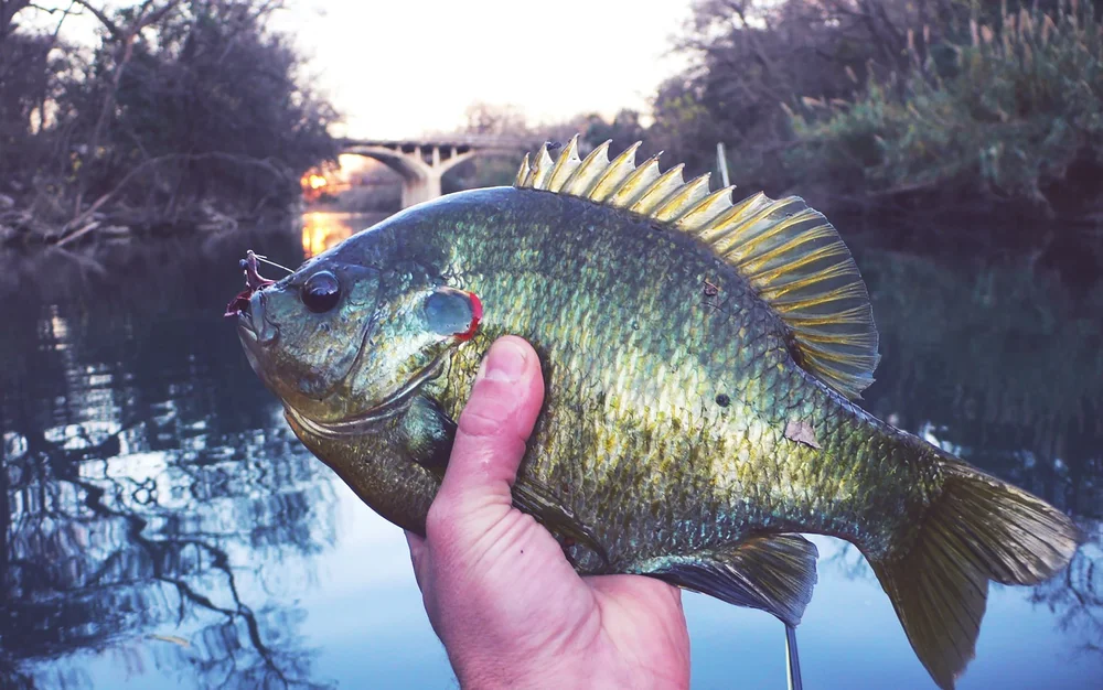 Redear Sunfish — Trophy Pond