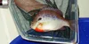 Pond and Fish Stocking Tennessee Services | Trophy Pond — Trophy Pond