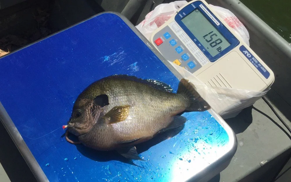 The Truth about Coppernose Bluegill in Tennessee Ponds — Trophy Pond