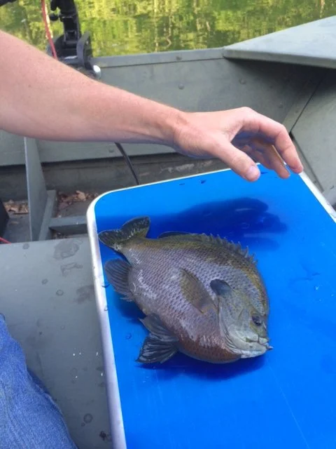 The Truth about Coppernose Bluegill in Tennessee Ponds — Trophy Pond