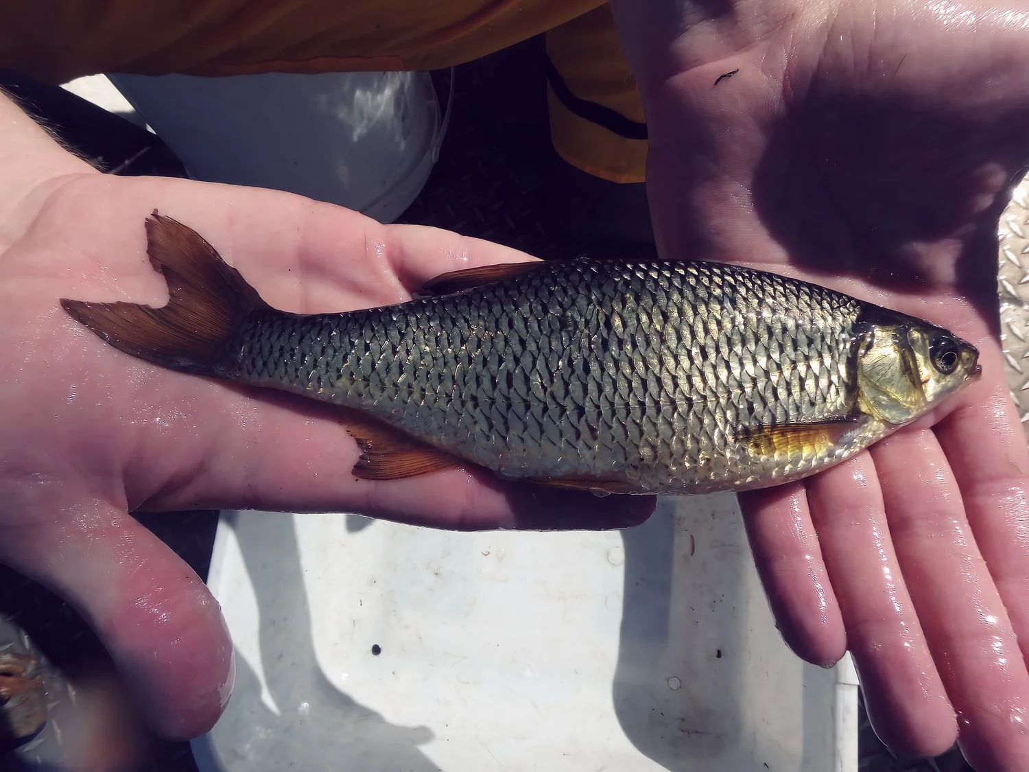 Golden Shiners — Trophy Pond