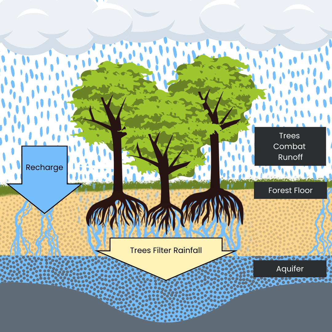 Protect Our Water on World Water Day — Friends of the Drew Forest