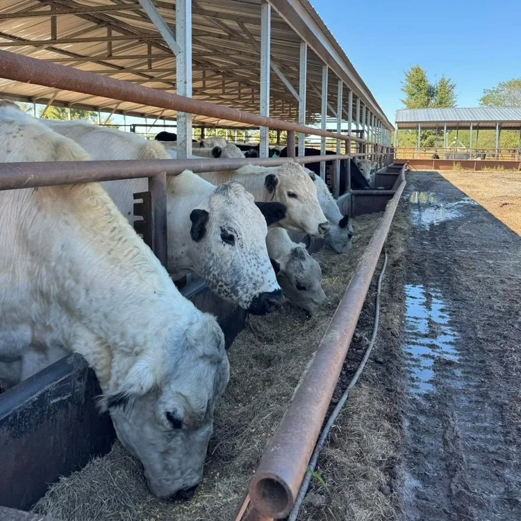 Smith Family Farms | High Quality Meats