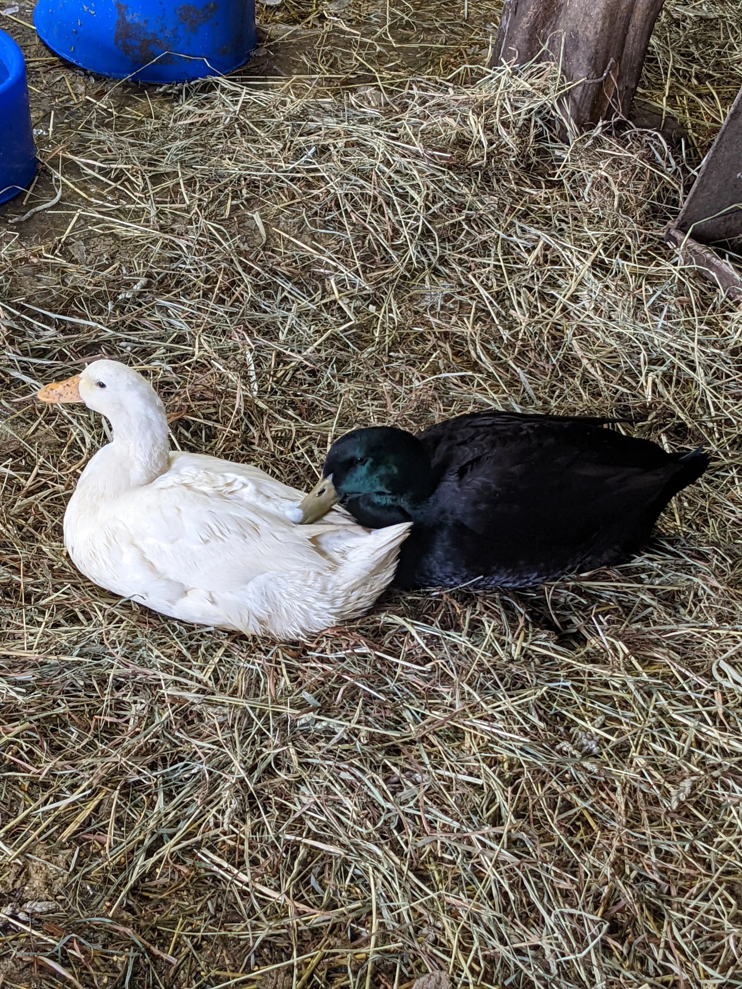 Cayuga Ducks Eggs Colors