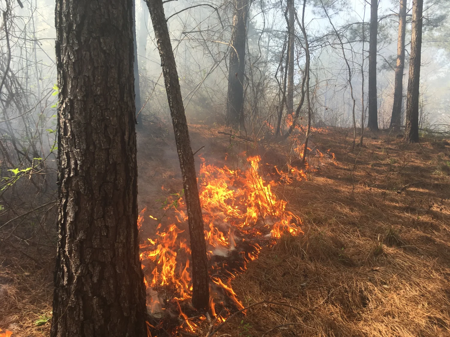 General 2 — Alabama Prescribed Fire Council
