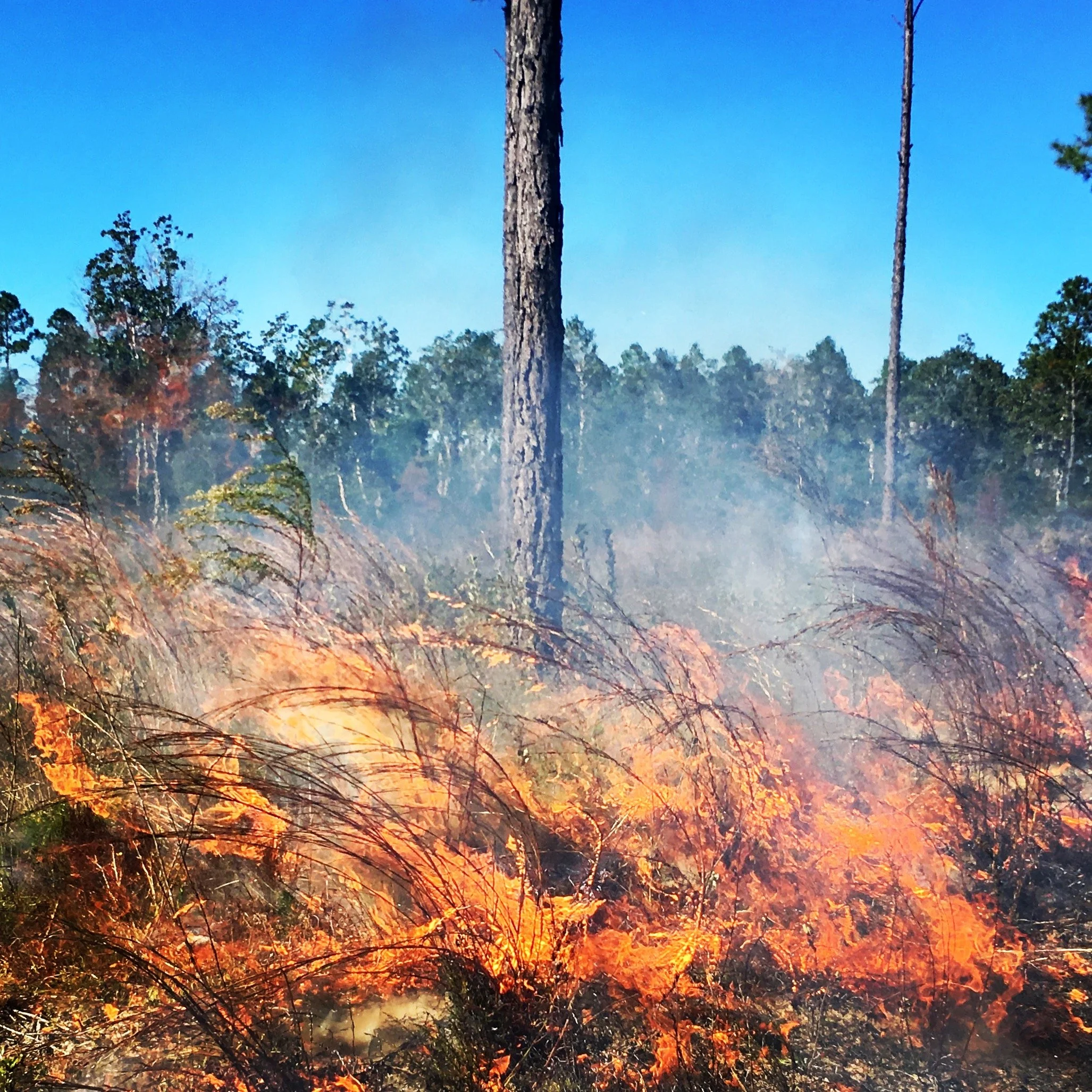 Alabama Prescribed Fire Council