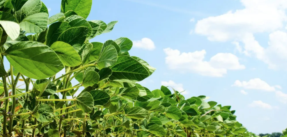 Nachurs Fertilizers — Integrated Precision