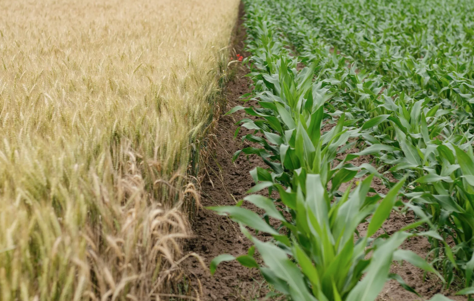 Nachurs Fertilizers — Integrated Precision