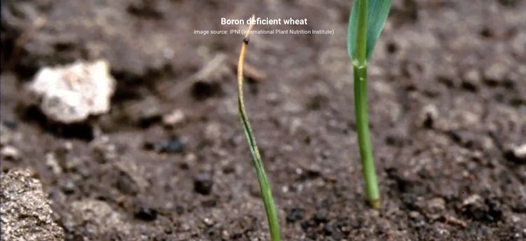Nachurs Fertilizers — Integrated Precision