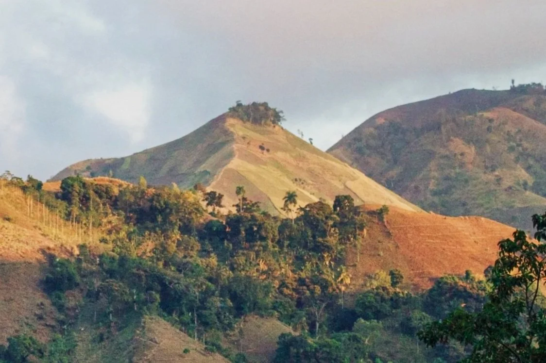 Reforestation — The Haiti Project