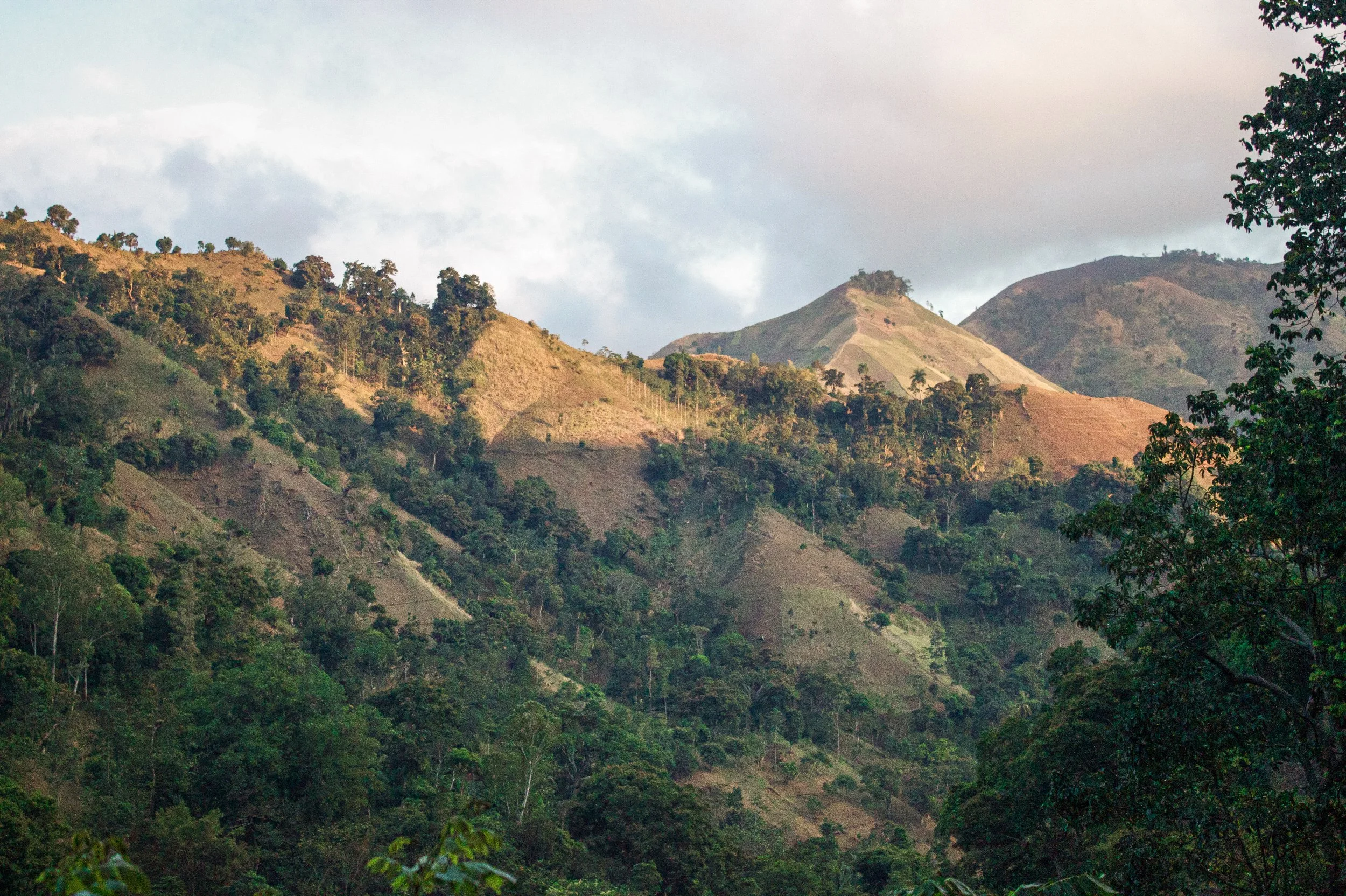 Reforestation — The Haiti Project