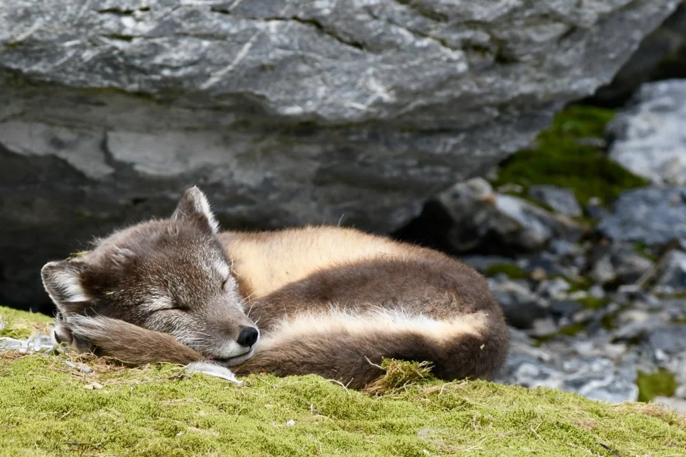 Surviving the Arctic — WonderWild Nature