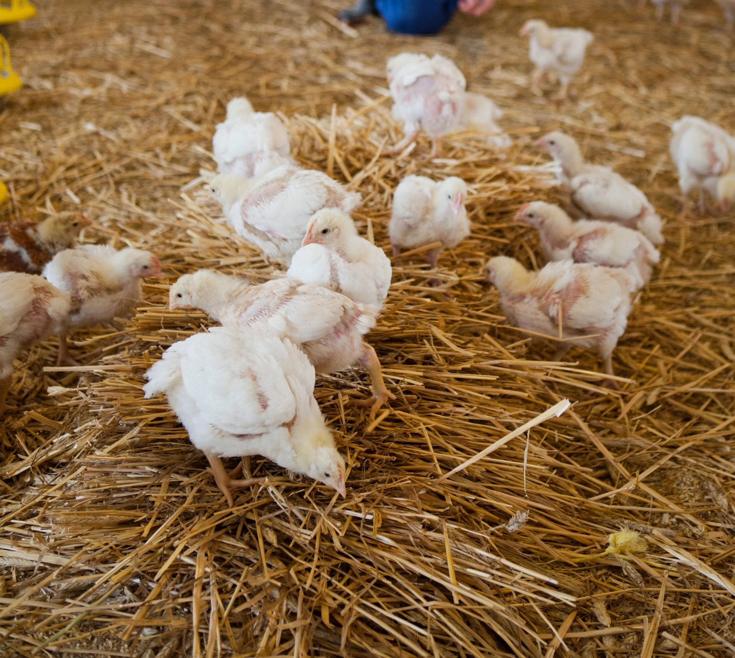 Better Chicken Australia — Australian Alliance for Animals