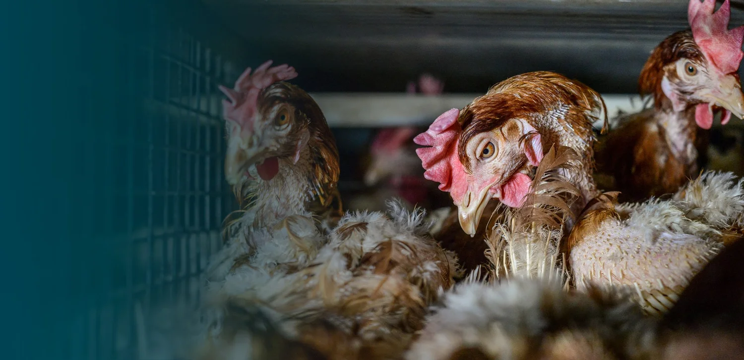 An end to battery cages — Australian Alliance for Animals