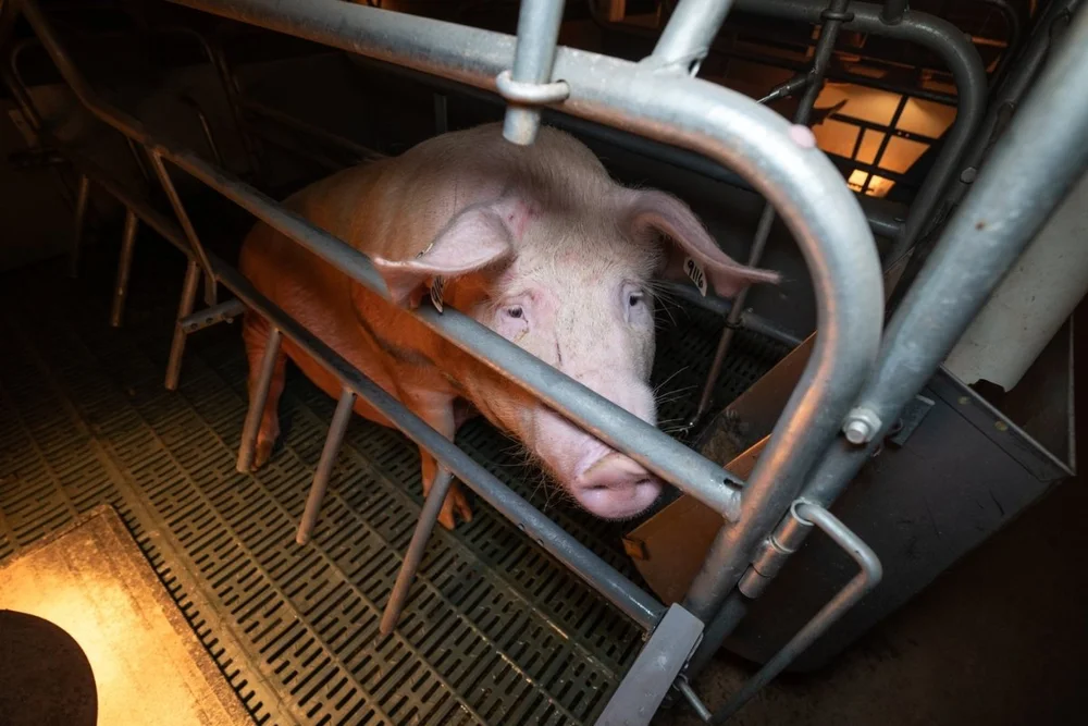 Raising the profile of animal welfare this Federal Election ...