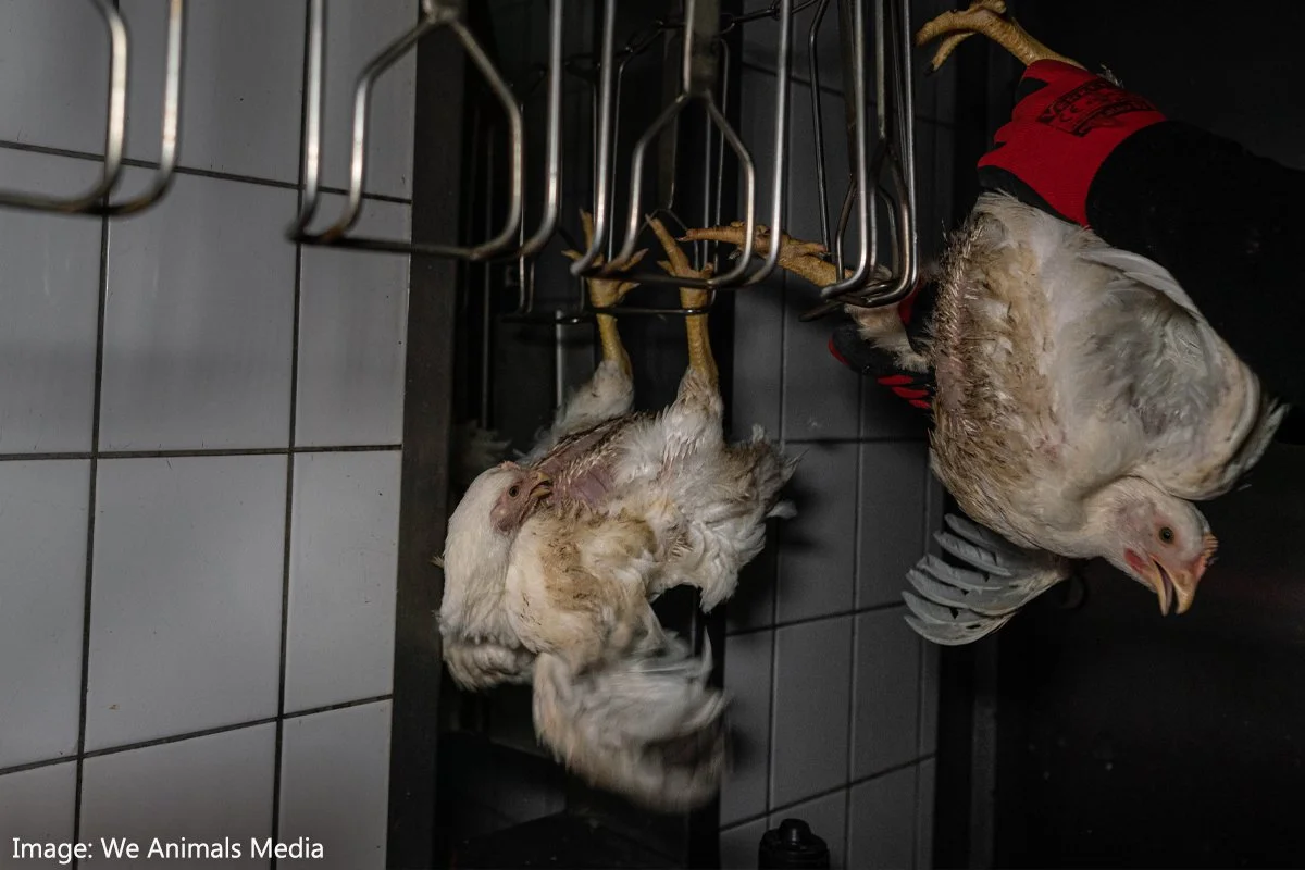 Improving welfare standards for chickens — Australian Alliance for Animals