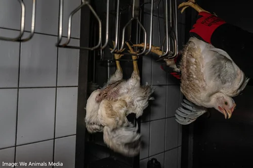 Improving welfare standards for chickens — Australian Alliance for Animals