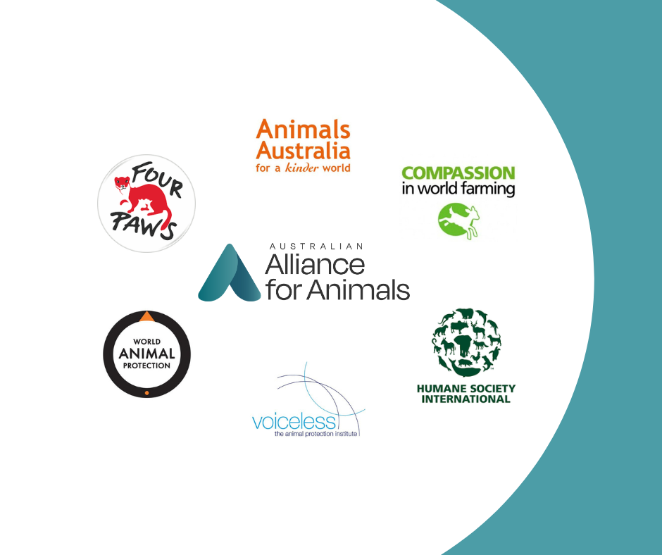 Our work — Australian Alliance for Animals