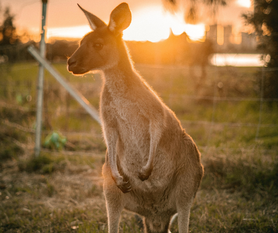 Our work — Australian Alliance for Animals