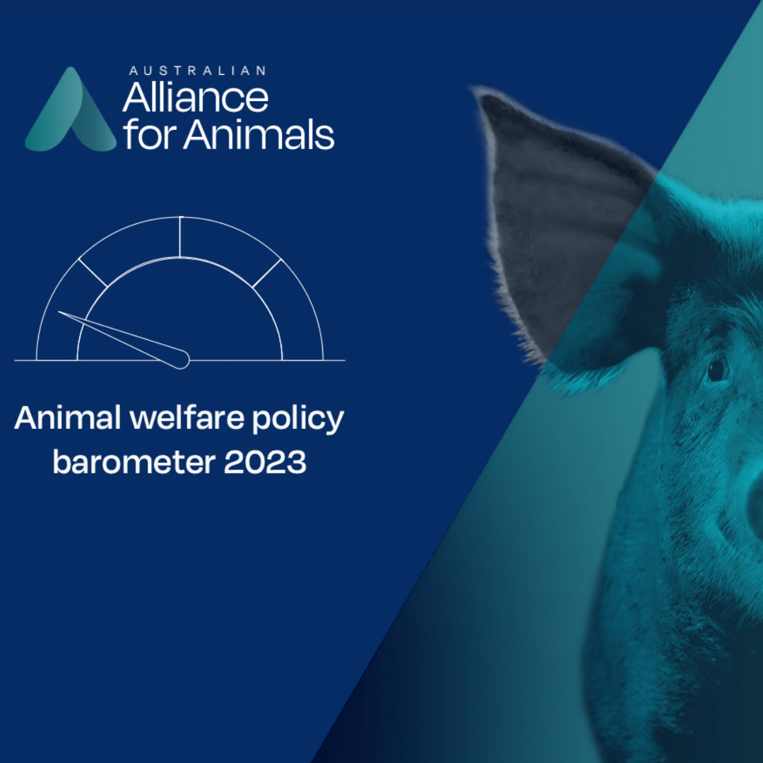 Our work — Australian Alliance for Animals