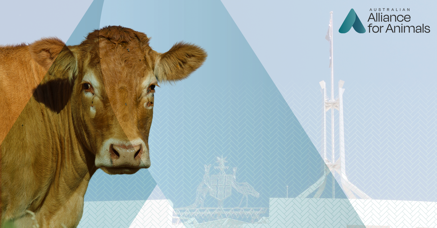Our work — Australian Alliance for Animals