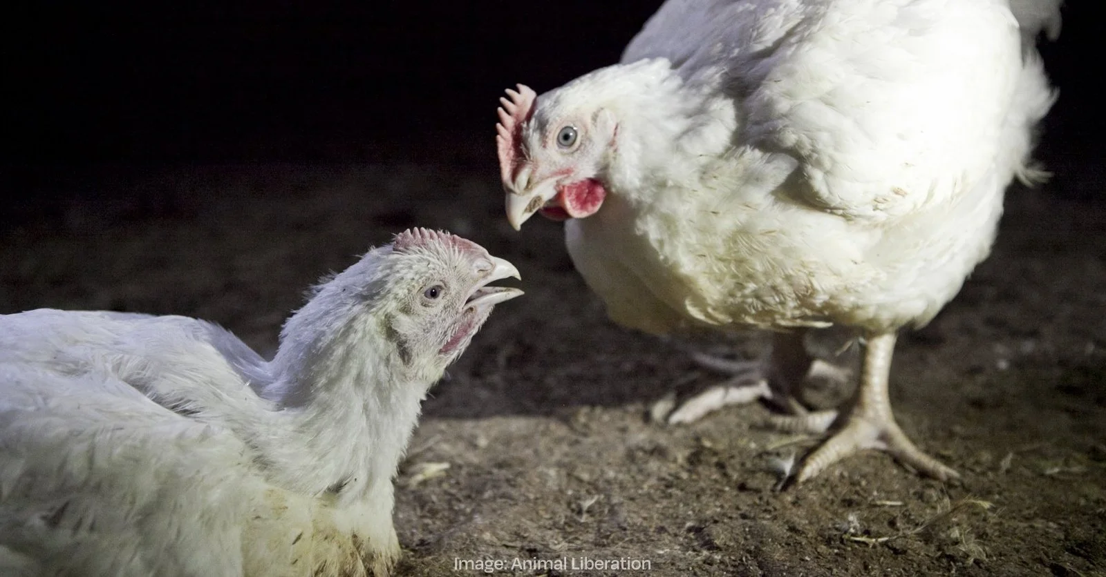 Our work — Australian Alliance for Animals