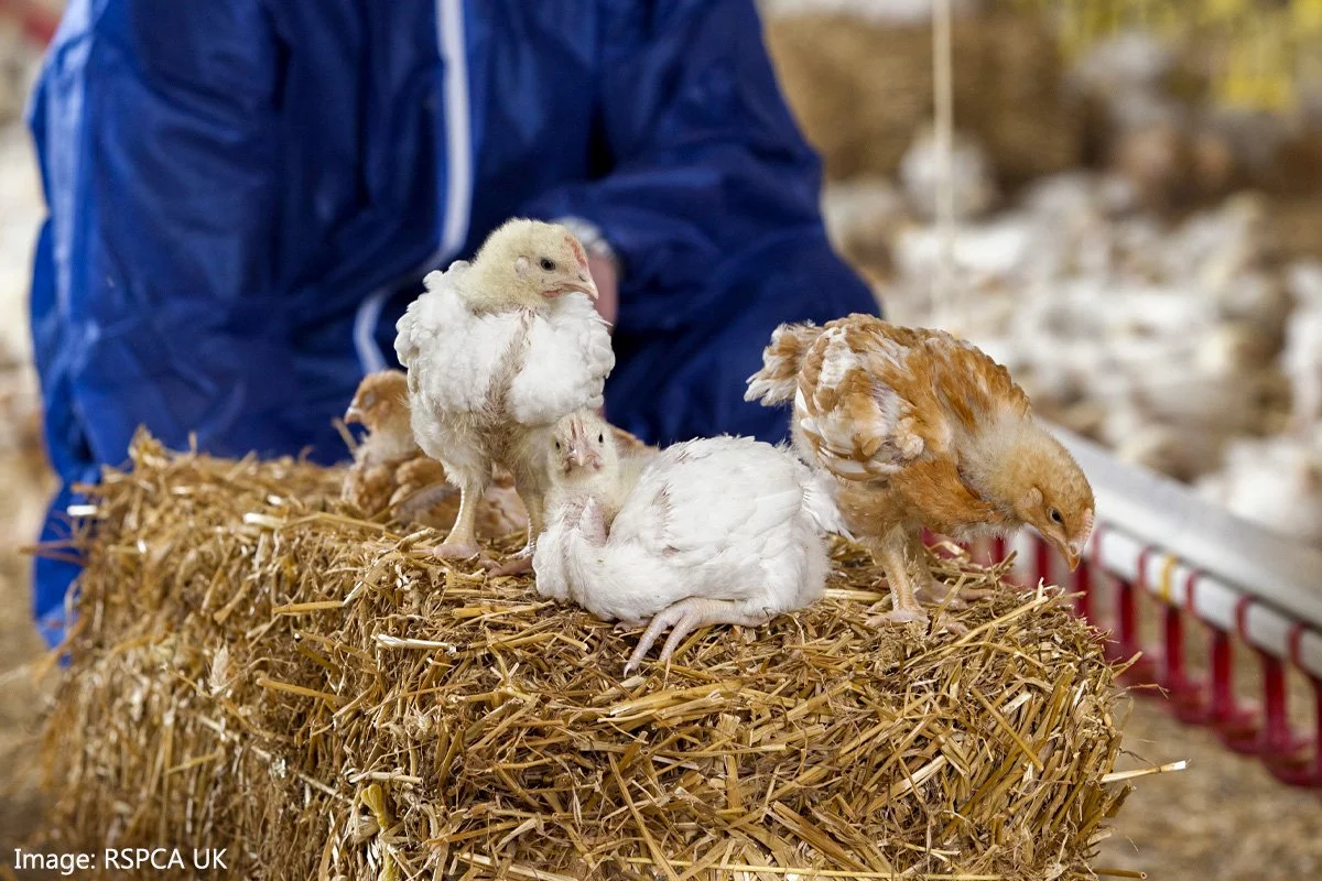 Improving welfare standards for chickens — Australian Alliance for Animals