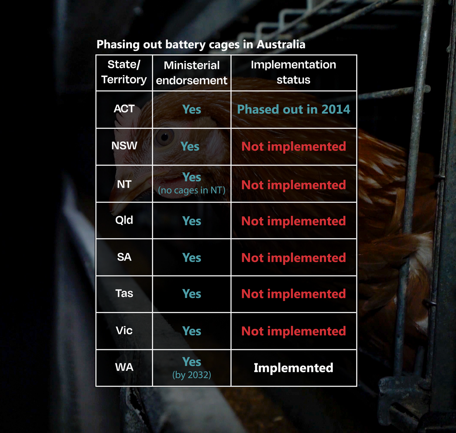 An end to battery cages — Australian Alliance for Animals