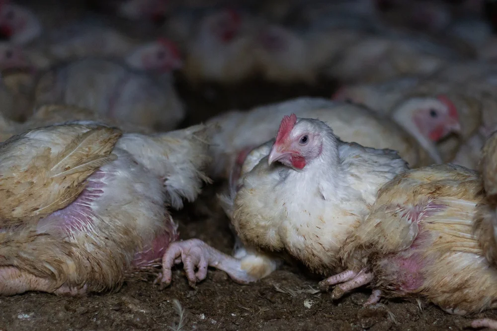Better Chicken Australia — Australian Alliance for Animals