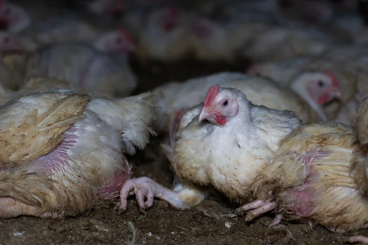 Better Chicken Australia — Australian Alliance for Animals
