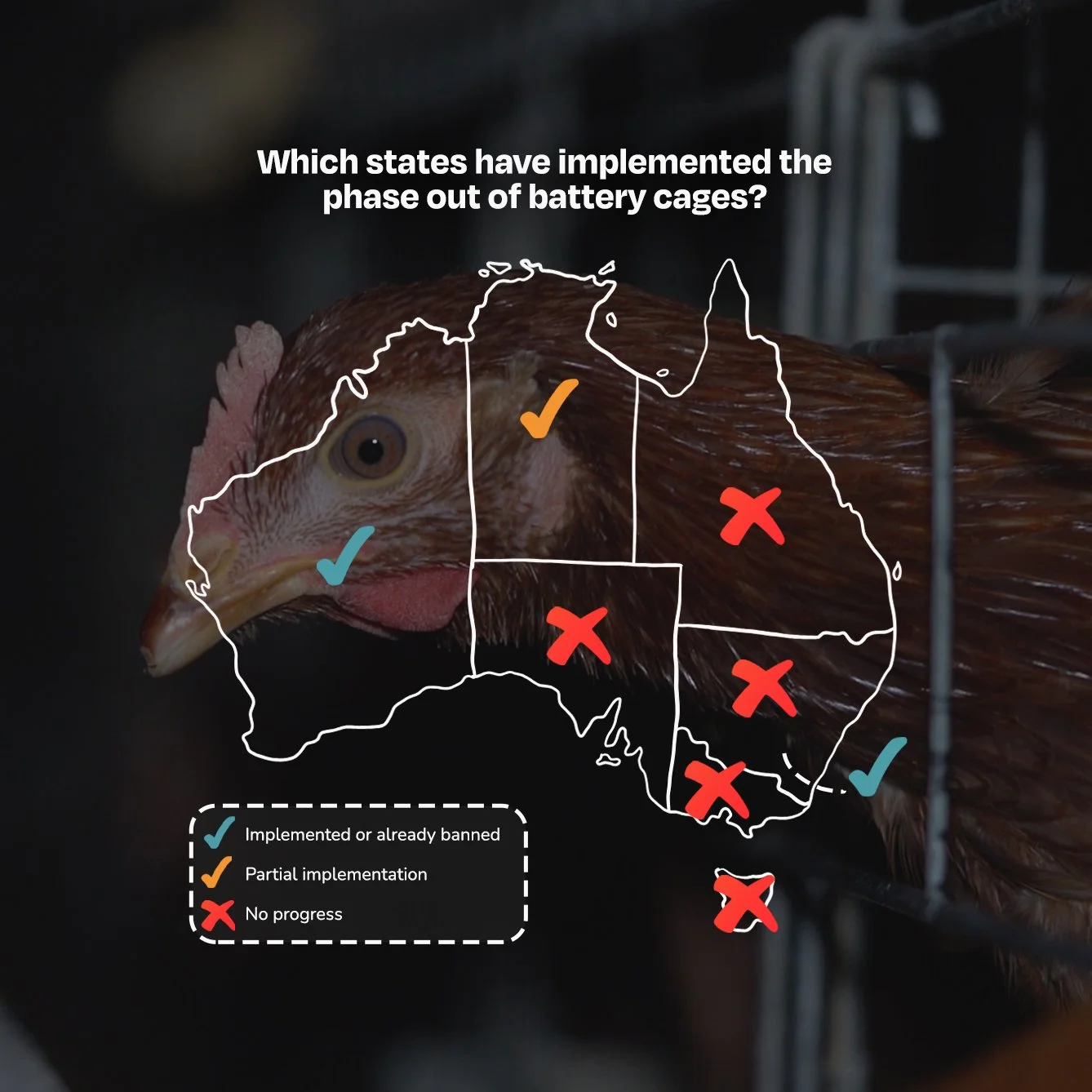 An end to battery cages — Australian Alliance for Animals