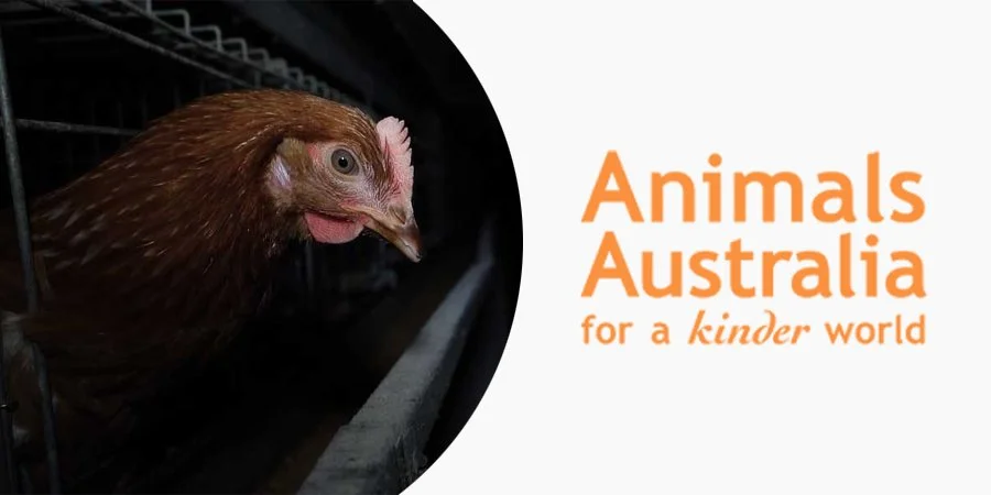 An end to battery cages — Australian Alliance for Animals