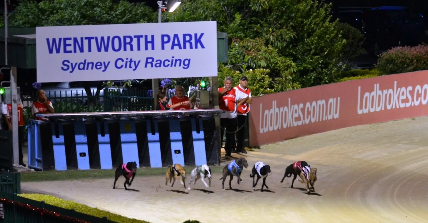 Open Letter: End Greyhound Racing at Wentworth Park — Australian ...