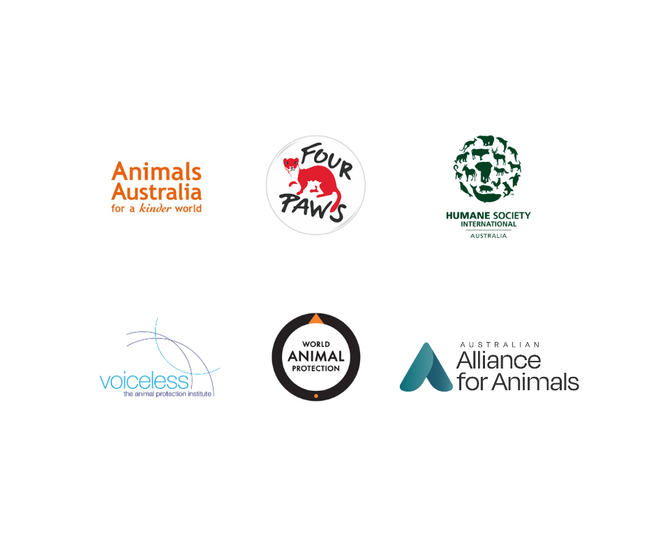 Inquiry into Pig Welfare in Victoria — Australian Alliance for Animals