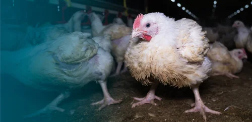 Better Chicken Australia — Australian Alliance for Animals