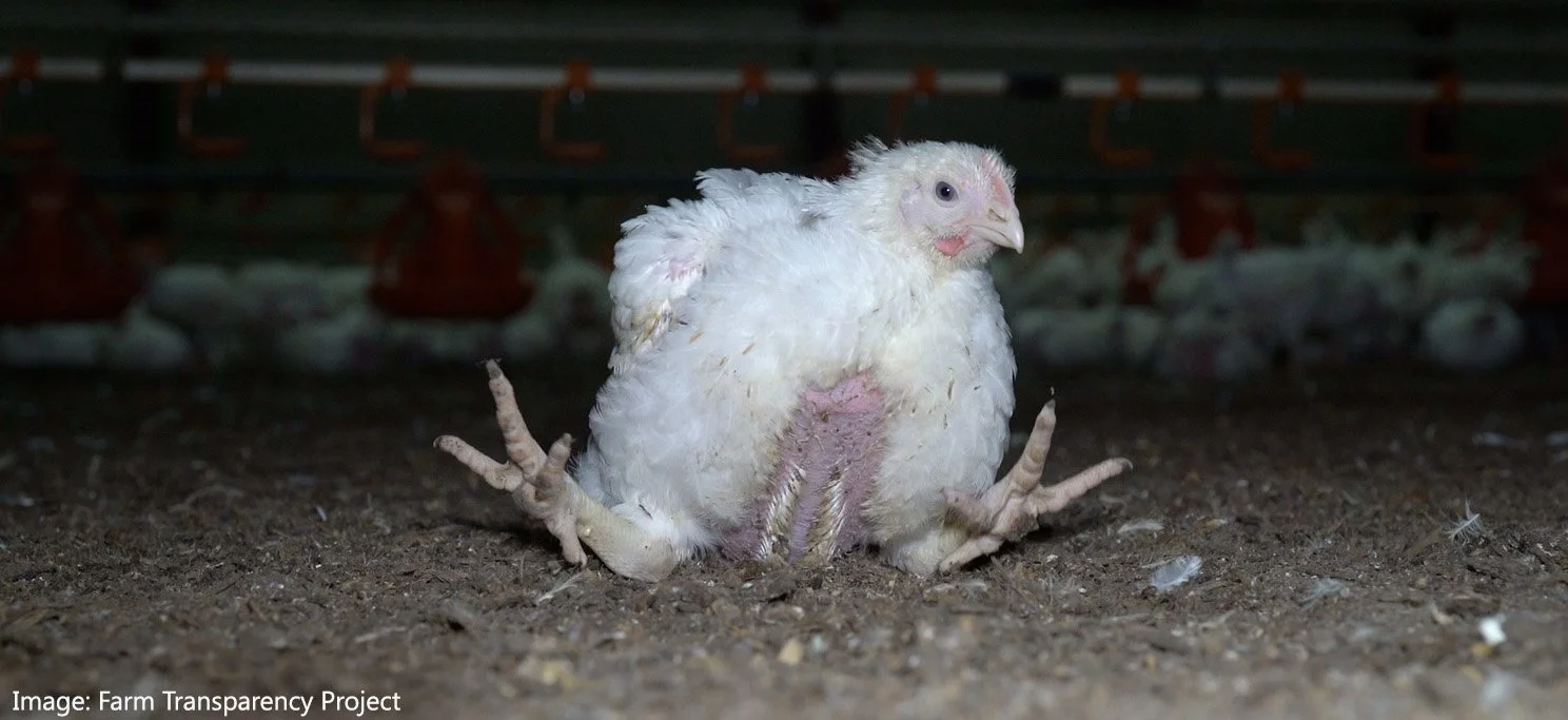 Improving welfare standards for chickens — Australian Alliance for Animals