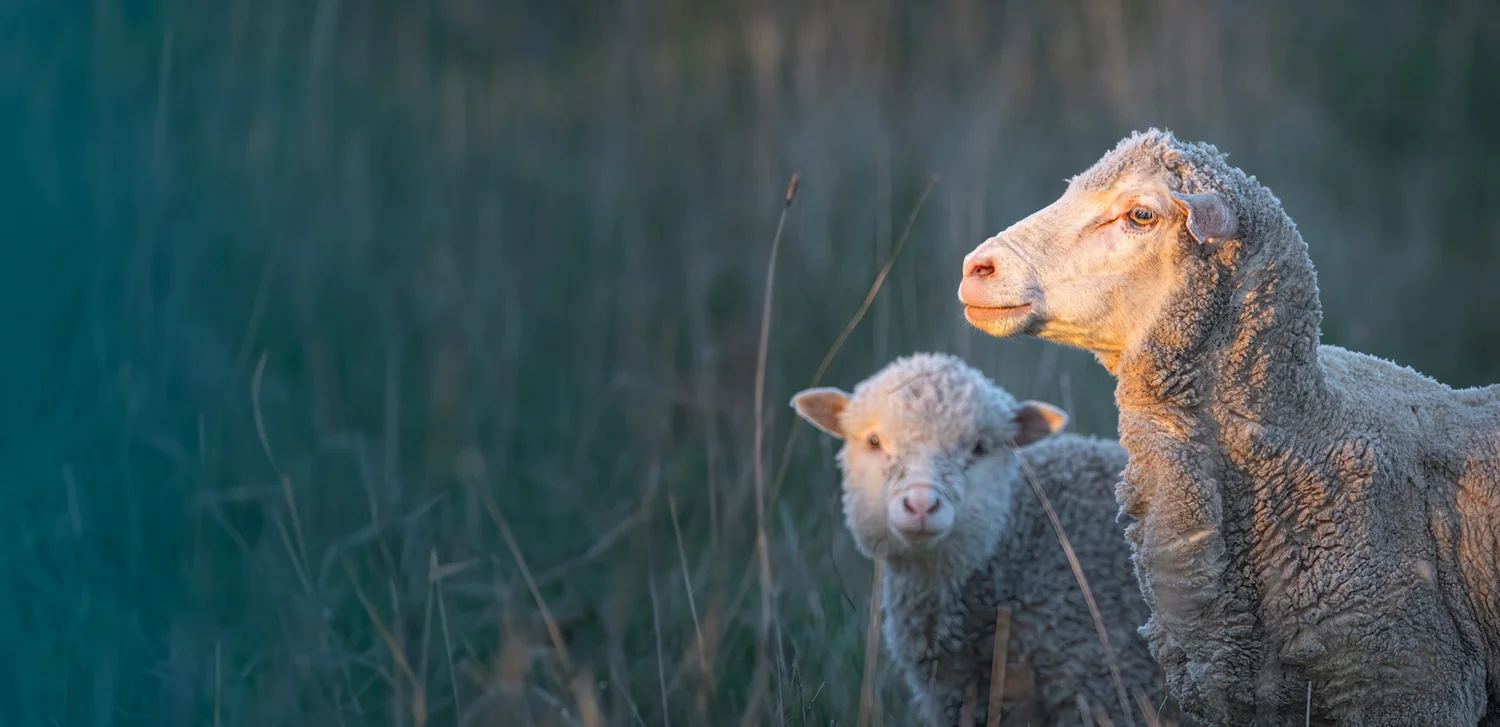 An end to live sheep export — Australian Alliance for Animals
