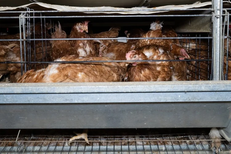 Battery cage action — Australian Alliance for Animals