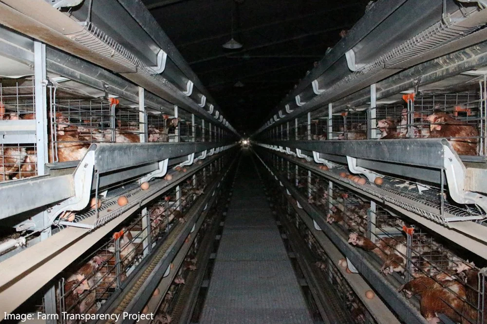 Australia’s animal welfare system is broken – together, we can fix it — Australian Alliance for ...