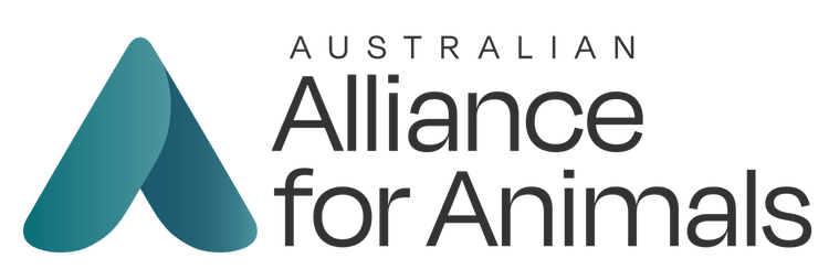 Improving welfare standards for chickens — Australian Alliance for Animals