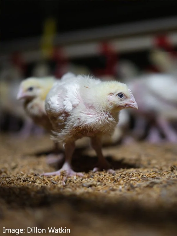 Improving welfare standards for chickens — Australian Alliance for Animals